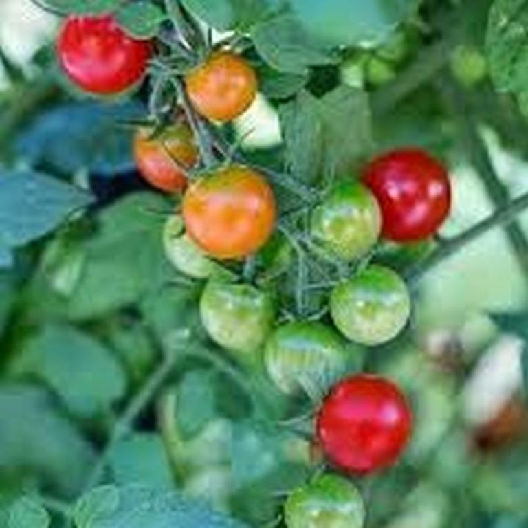 Sweet 100 Tomato | Star Nursery Garden and Rock Centers