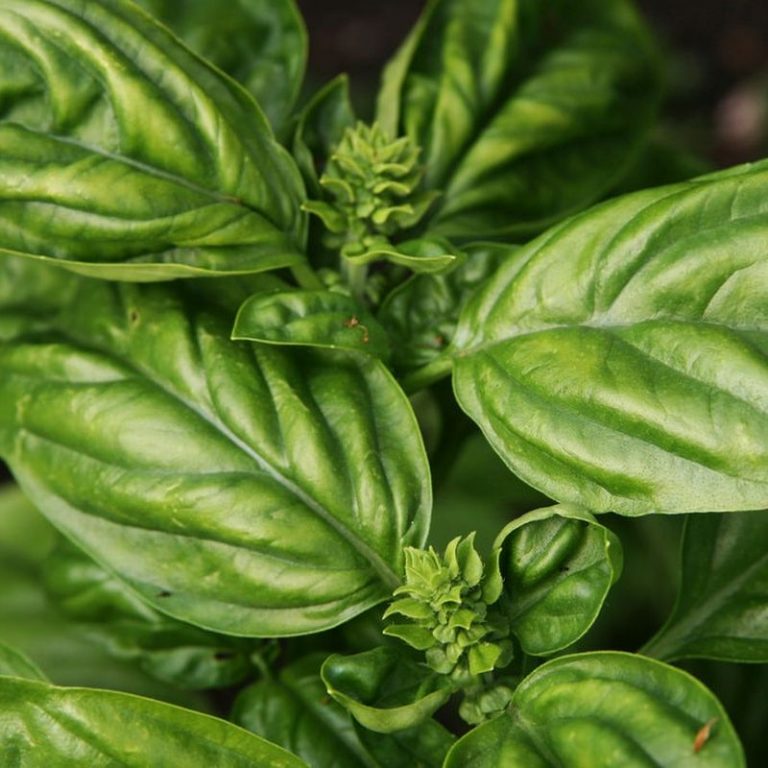 Sweet Basil | Star Nursery Garden and Rock Centers