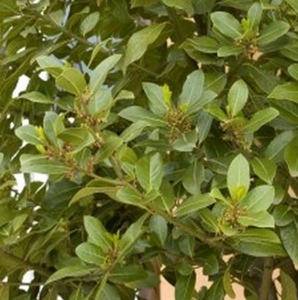 Sweet Bay Laurel | Star Nursery Garden and Rock Centers