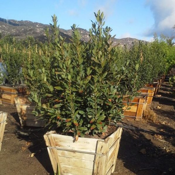 Sweet Bay Laurel | Star Nursery Garden and Rock Centers