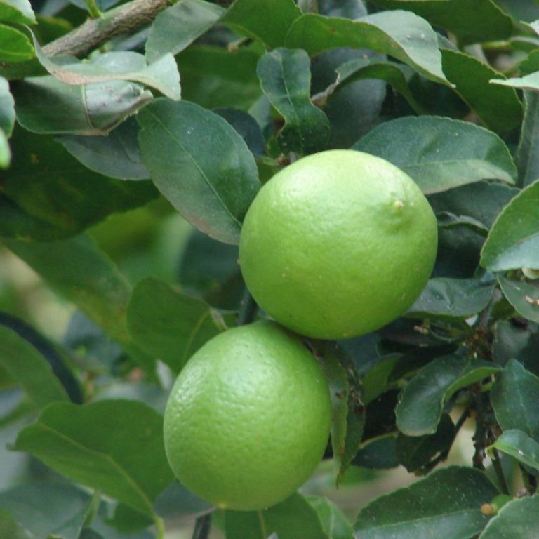 Sweet Lime Tree | Star Nursery Garden and Rock Centers