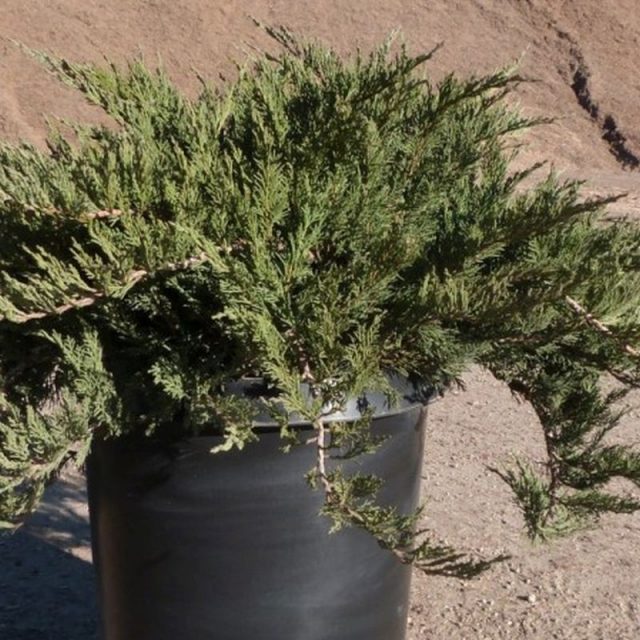 Tam Juniper | Star Nursery Garden and Rock Centers
