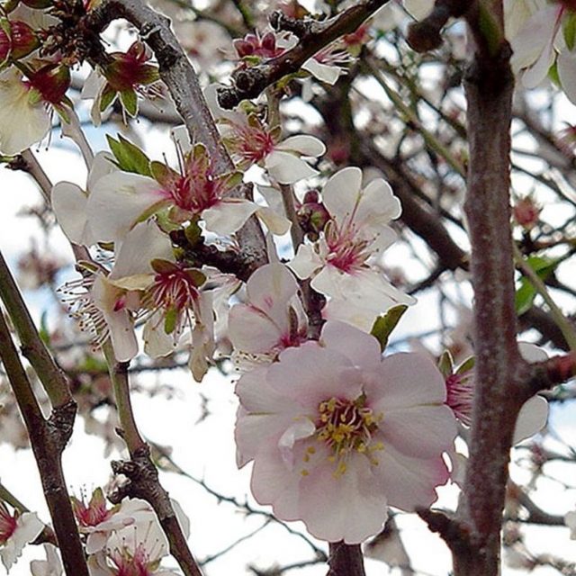 Texas Mission Almond | Star Nursery Garden and Rock Centers