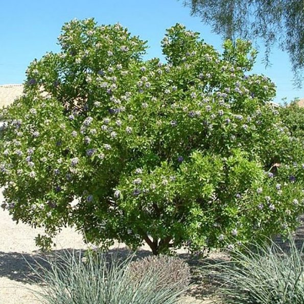 Texas Mountain Laurel Tree | Star Nursery Garden and Rock Centers