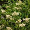 Texas Privet | Star Nursery Garden and Rock Centers