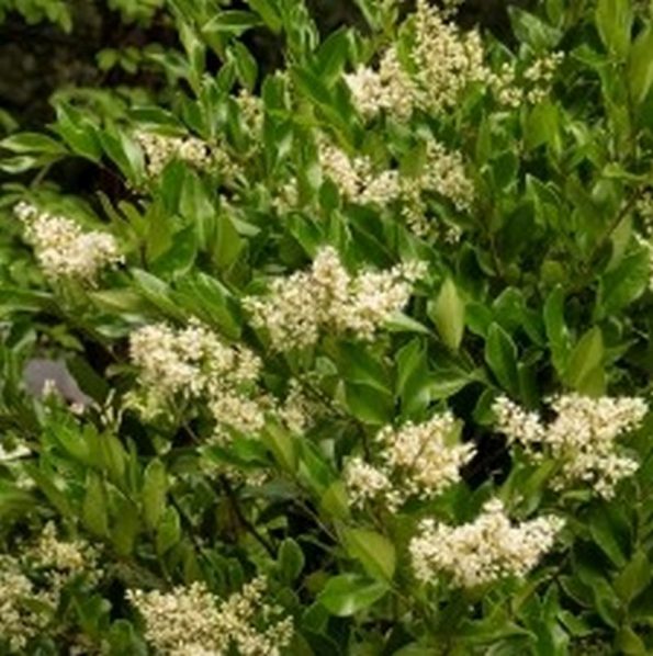Texas Privet | Star Nursery Garden and Rock Centers