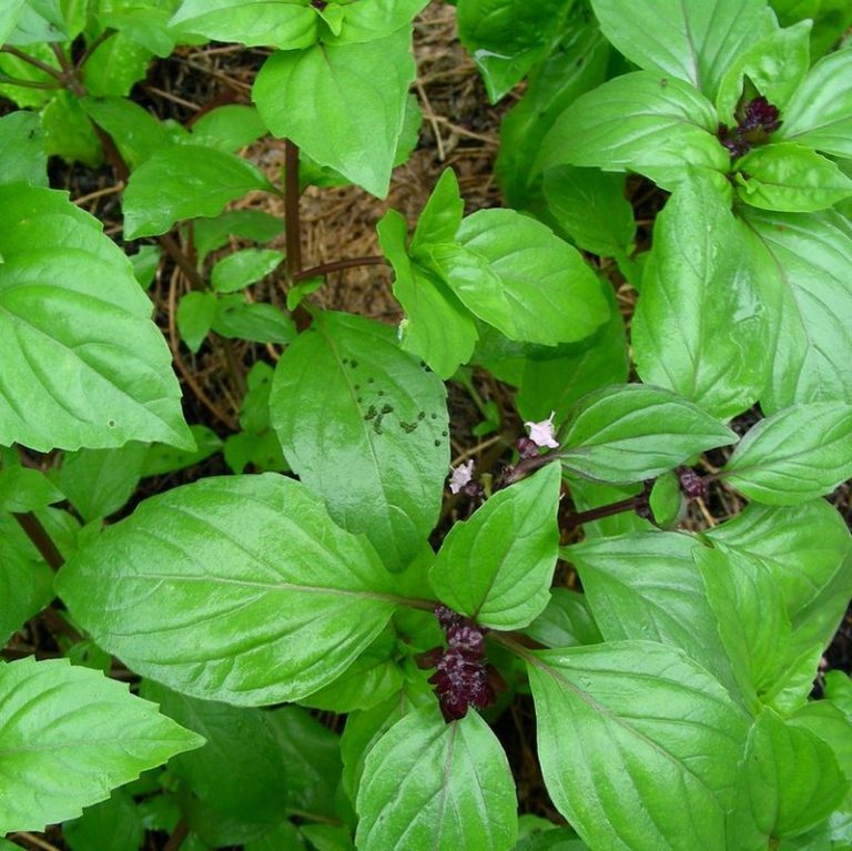 Thai Basil | Star Nursery Garden and Rock Centers