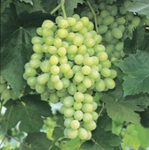 Thompson Seedless Grape | Star Nursery Garden and Rock Centers