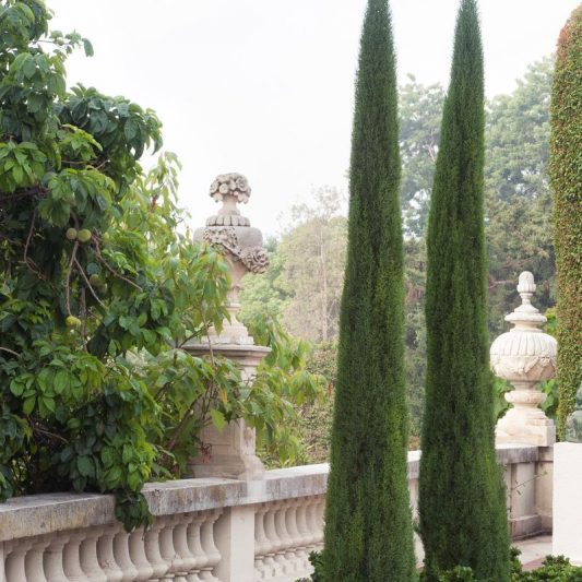 Tiny Tower Cypress | Star Nursery Garden and Rock Centers