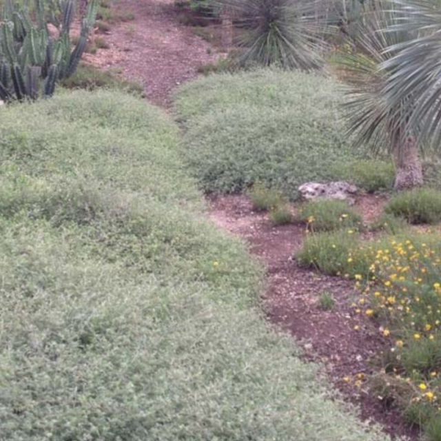 Trailing Indigo Bush | Star Nursery Garden and Rock Centers