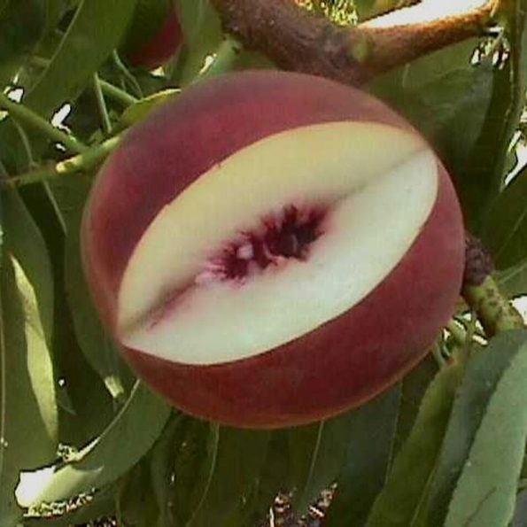 Tropic Snow Peach | Star Nursery Garden and Rock Centers