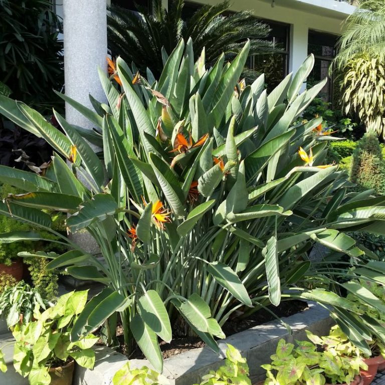 Tropical Bird of Paradise | Star Nursery Garden and Rock Centers