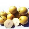 Twentieth Century Asian Pear | Star Nursery Garden and Rock Centers