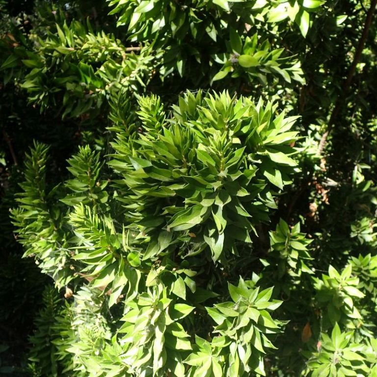 Twisted Myrtle | Star Nursery Garden and Rock Centers