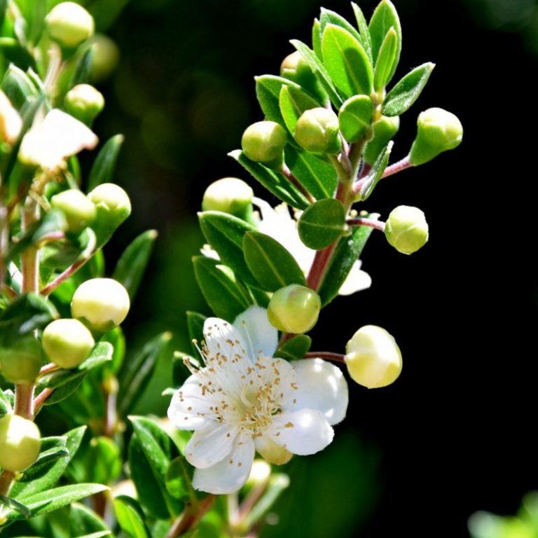 Twisted Myrtle | Star Nursery Garden and Rock Centers
