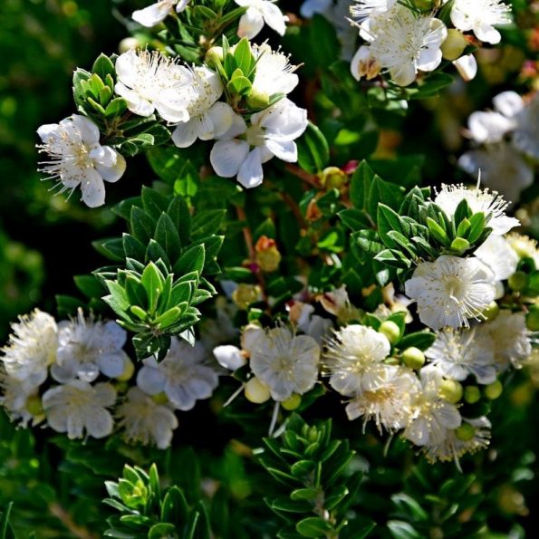 Twisted Myrtle | Star Nursery Garden and Rock Centers