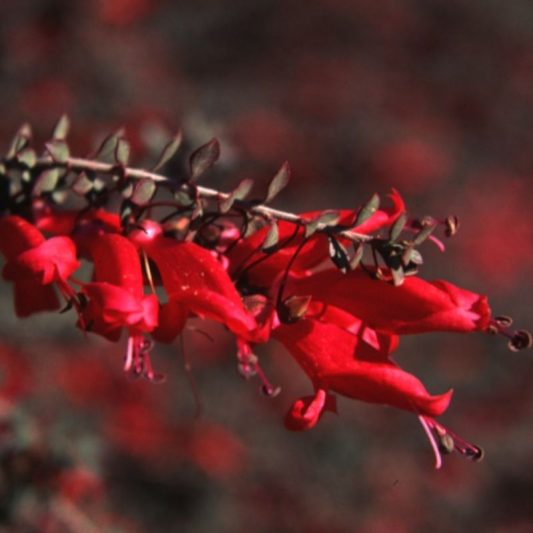 Valentine Bush | Star Nursery Garden and Rock Centers