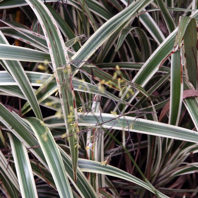 Variegated Flax Lily | Star Nursery Garden and Rock Centers