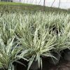 Variegated Flax Lily | Star Nursery Garden and Rock Centers