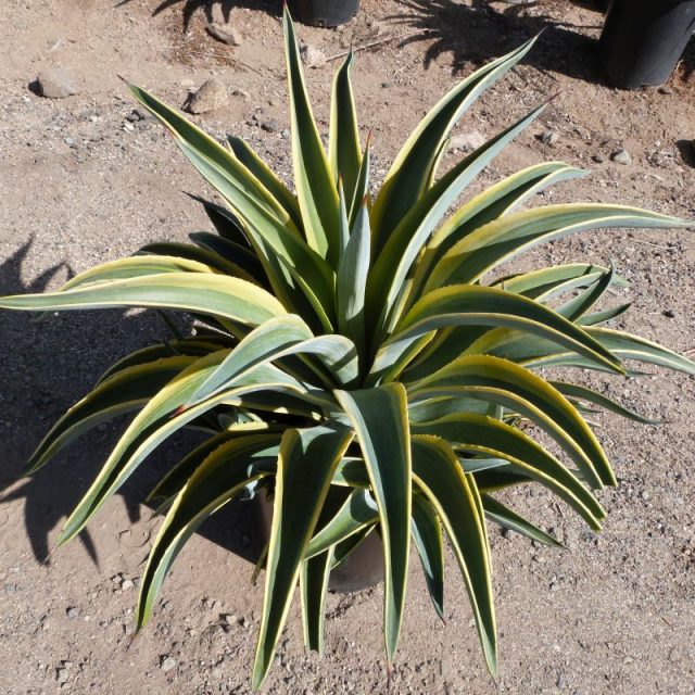 Variegated Smooth Agave | Star Nursery Garden and Rock Centers