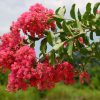 Watermelon Red Crape Myrtle Tree | Star Nursery Garden and Rock Centers
