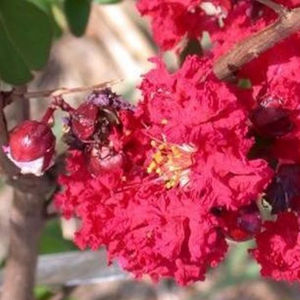 Watermelon Red Crape Myrtle Tree | Star Nursery Garden and Rock Centers