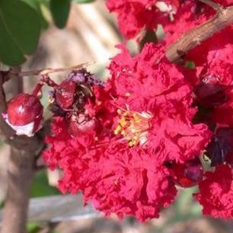 Watermelon Red Crape Myrtle Tree | Star Nursery Garden and Rock Centers