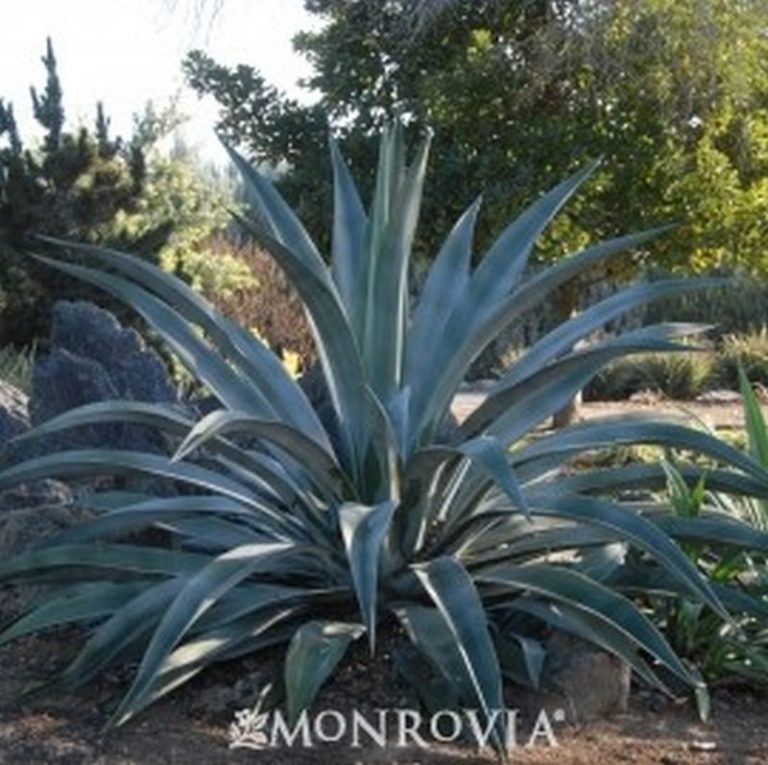 Webers Agave | Star Nursery Garden and Rock Centers