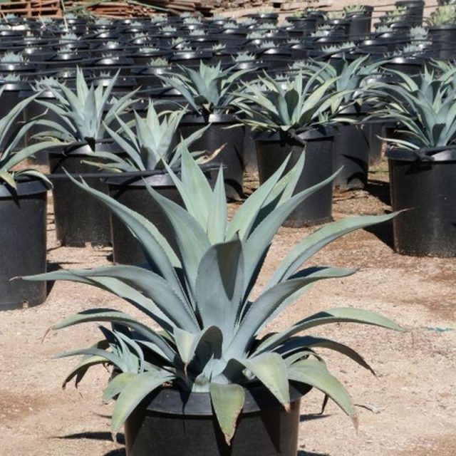 Webers Agave | Star Nursery Garden and Rock Centers
