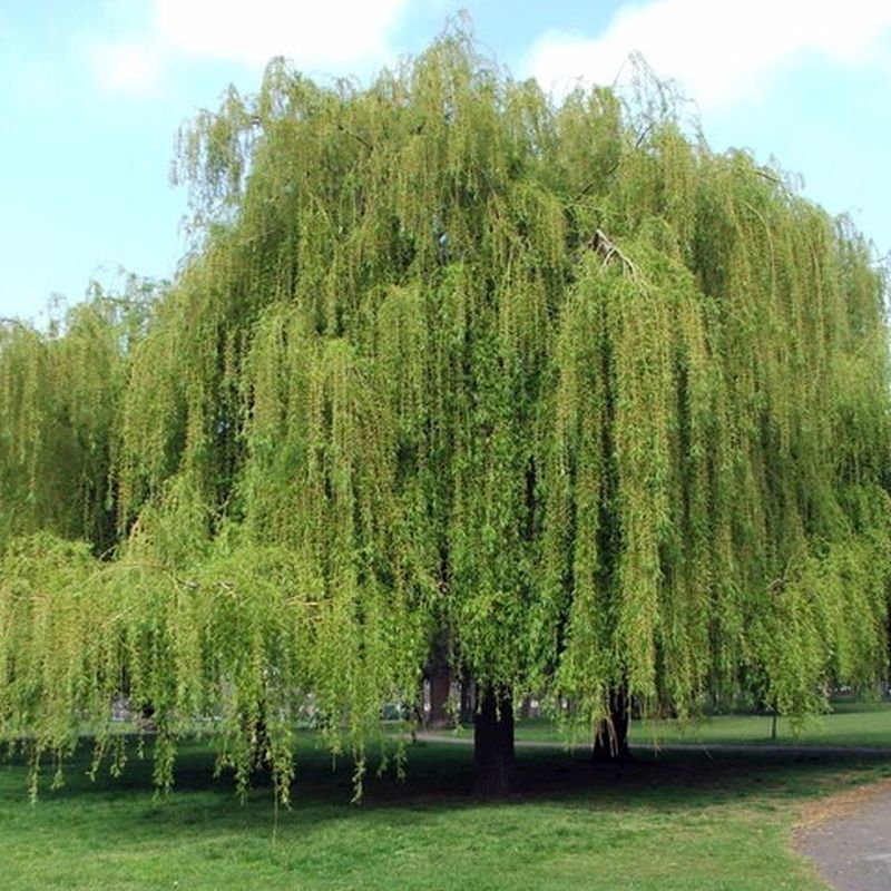 Weeping Willow Star Nursery Garden And Rock Centers