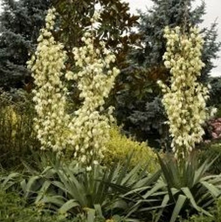Weeping Yucca | Star Nursery Garden and Rock Centers