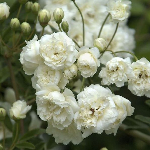 White Banks Rose Staked | Star Nursery Garden and Rock Centers