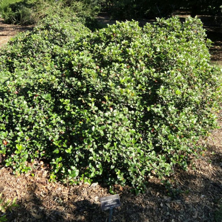 Large Leaf Basil