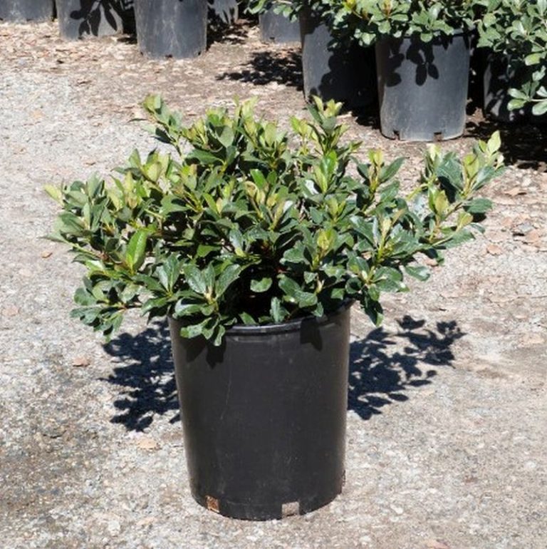 White Hawthorn | Star Nursery Garden and Rock Centers