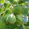 Wichita Pecan | Star Nursery Garden and Rock Centers