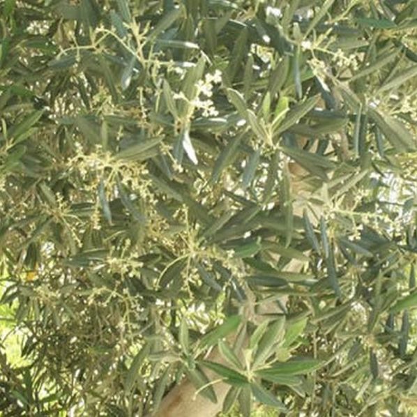 Wilson Olive Tree | Star Nursery Garden and Rock Centers