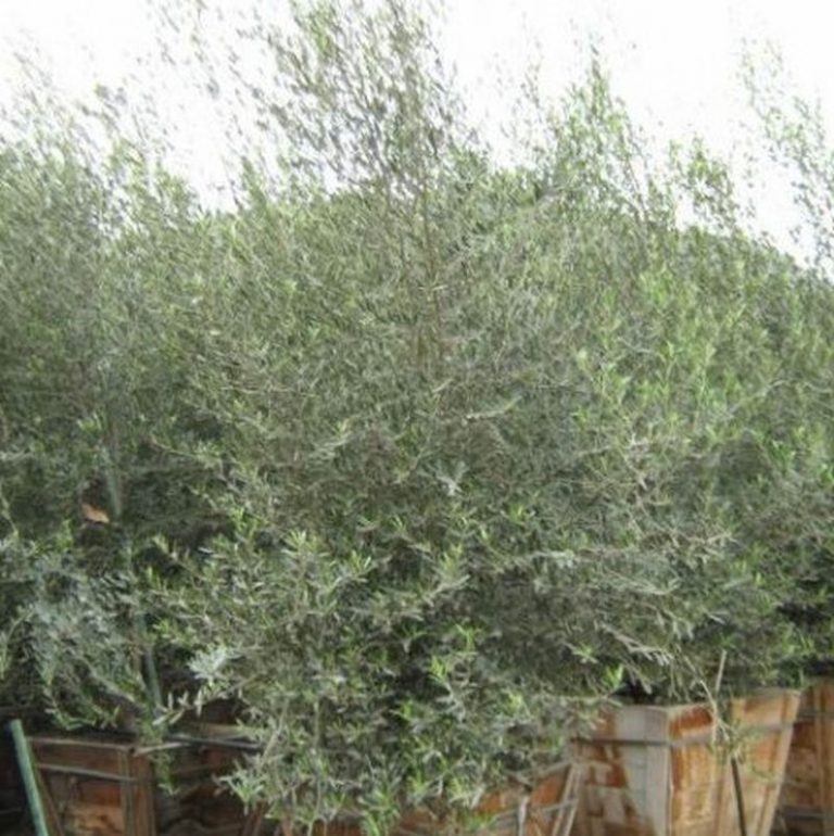 Wilson Olive Tree | Star Nursery Garden and Rock Centers