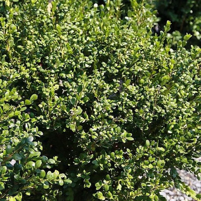 Winter Gem Boxwood | Star Nursery Garden and Rock Centers