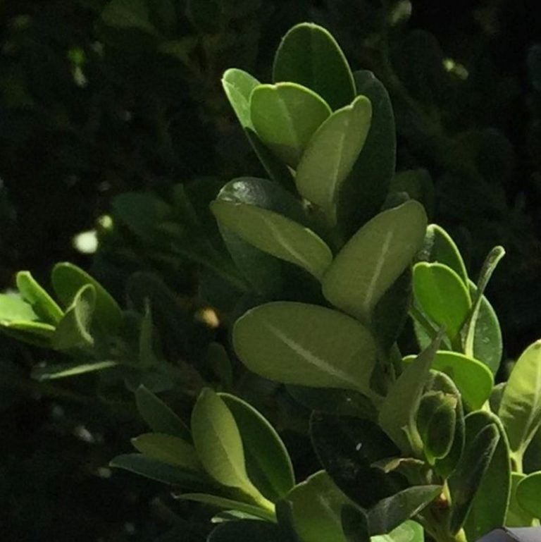 Winter Gem Boxwood | Star Nursery Garden and Rock Centers