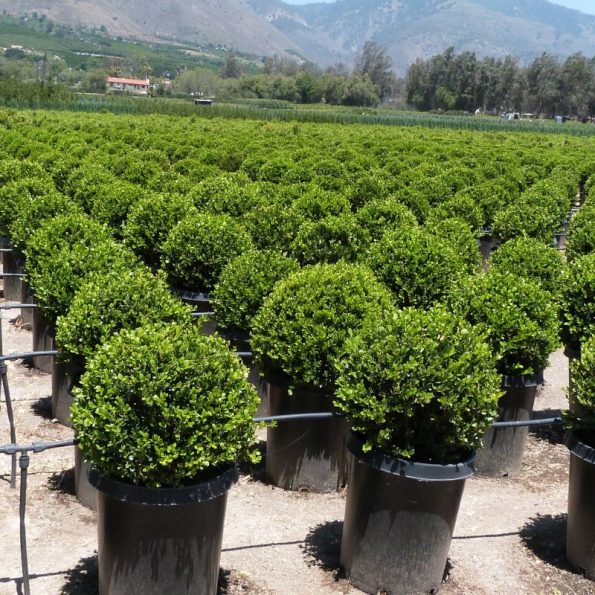 Winter Gem Boxwood | Star Nursery Garden and Rock Centers