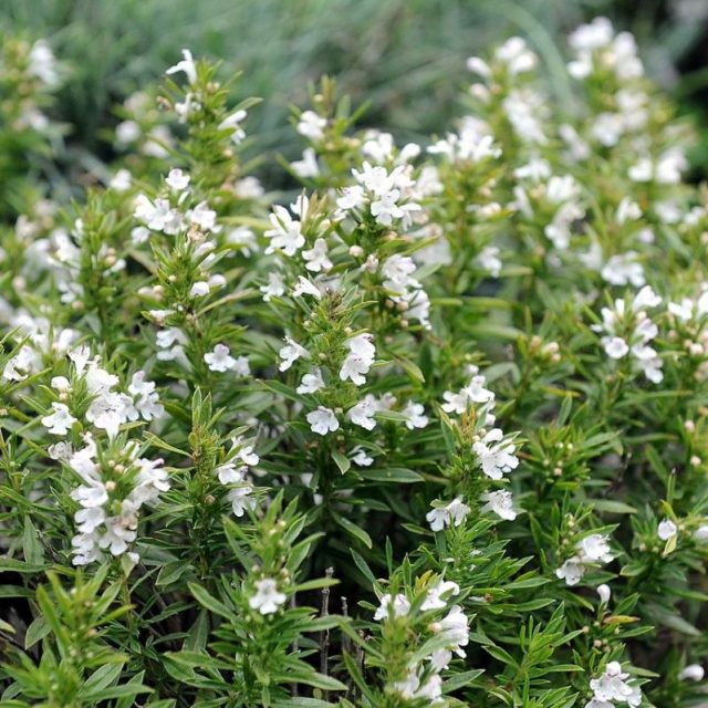 Winter Savory | Star Nursery Garden and Rock Centers