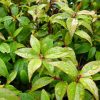 Xylosma | Star Nursery Garden and Rock Centers