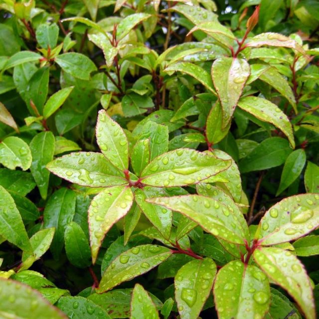 Xylosma | Star Nursery Garden and Rock Centers