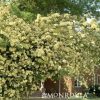 Yellow Banks Rose Staked | Star Nursery Garden and Rock Centers