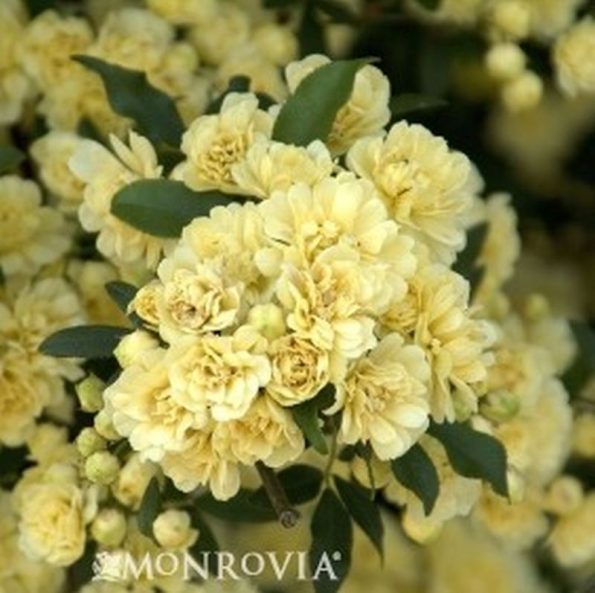 Yellow Banks Rose Staked | Star Nursery Garden and Rock Centers