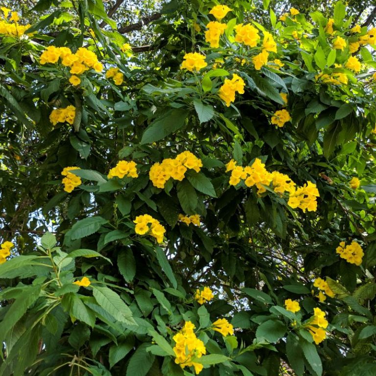 Yellow Bells | Star Nursery Garden and Rock Centers