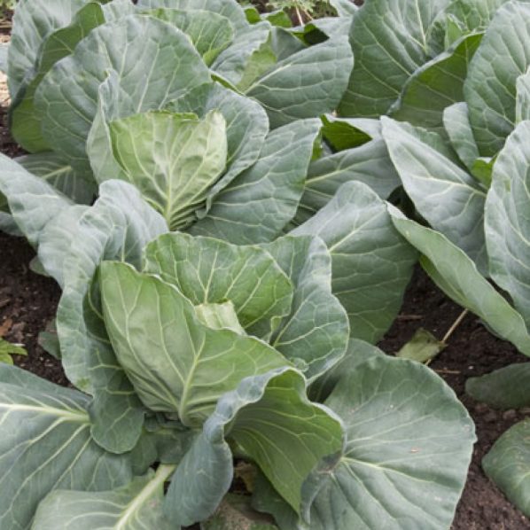 Cool Season Vegetables | Star Nursery Garden and Rock Centers