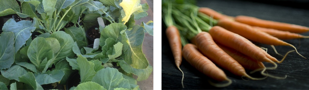 Cool Season Vegetables | Star Nursery Garden and Rock Centers