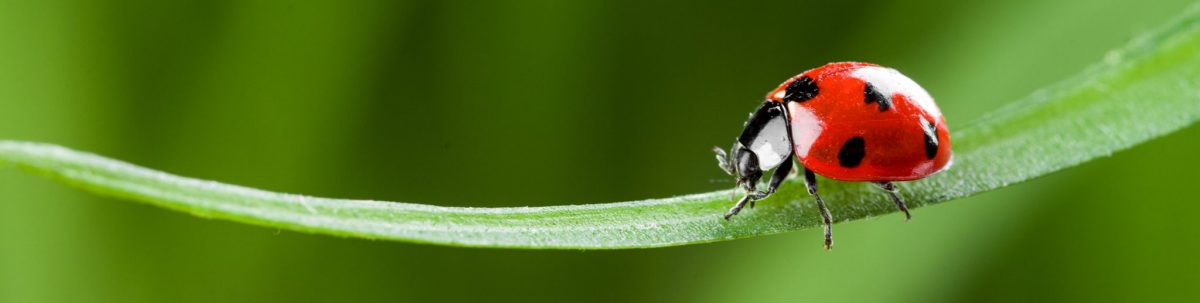 Spring Event Schedule | Star Nursery | Star Nursery Garden and Rock Centers