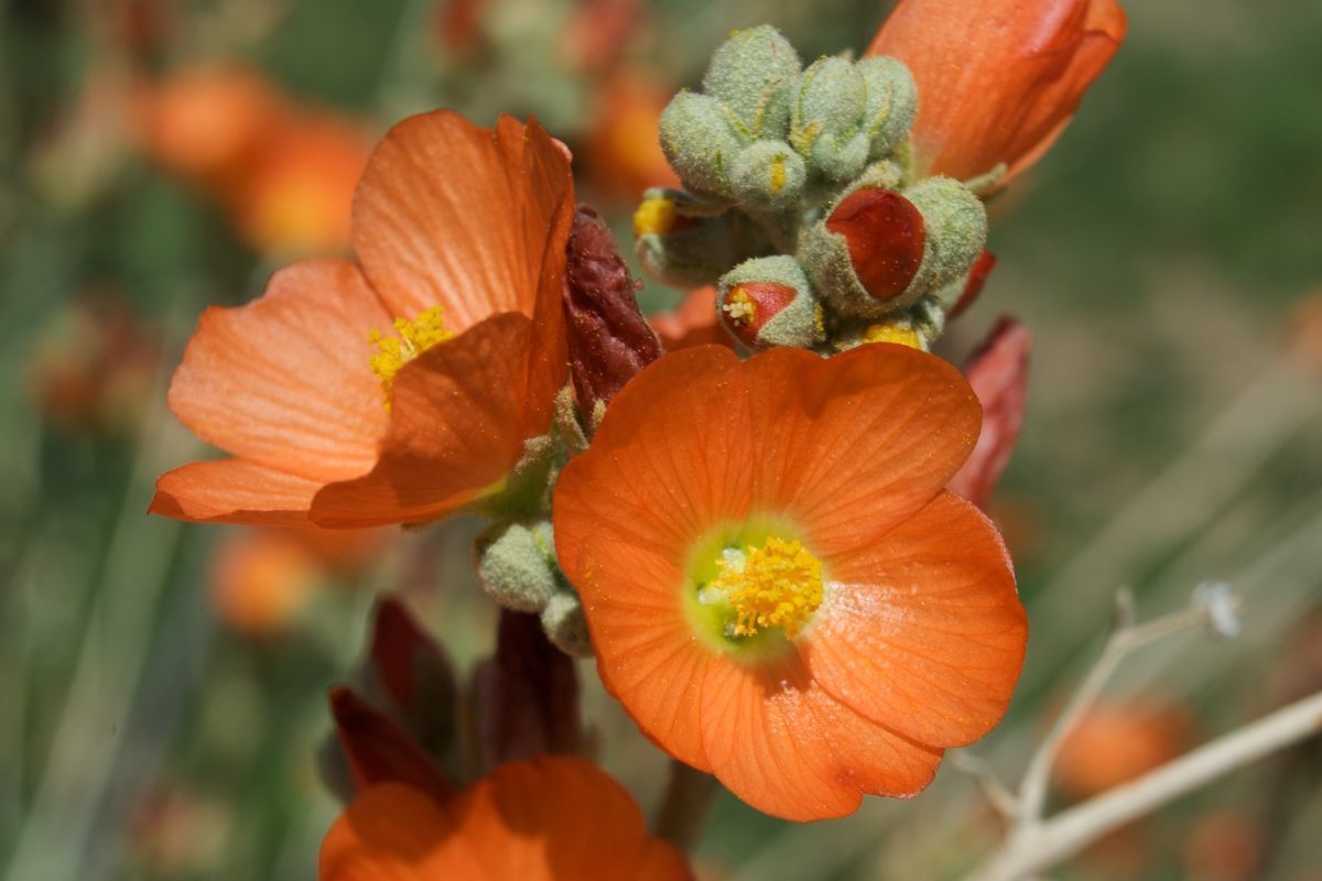 Conserving Water with Desert Native and Drought-Tolerant Plants | Star ...